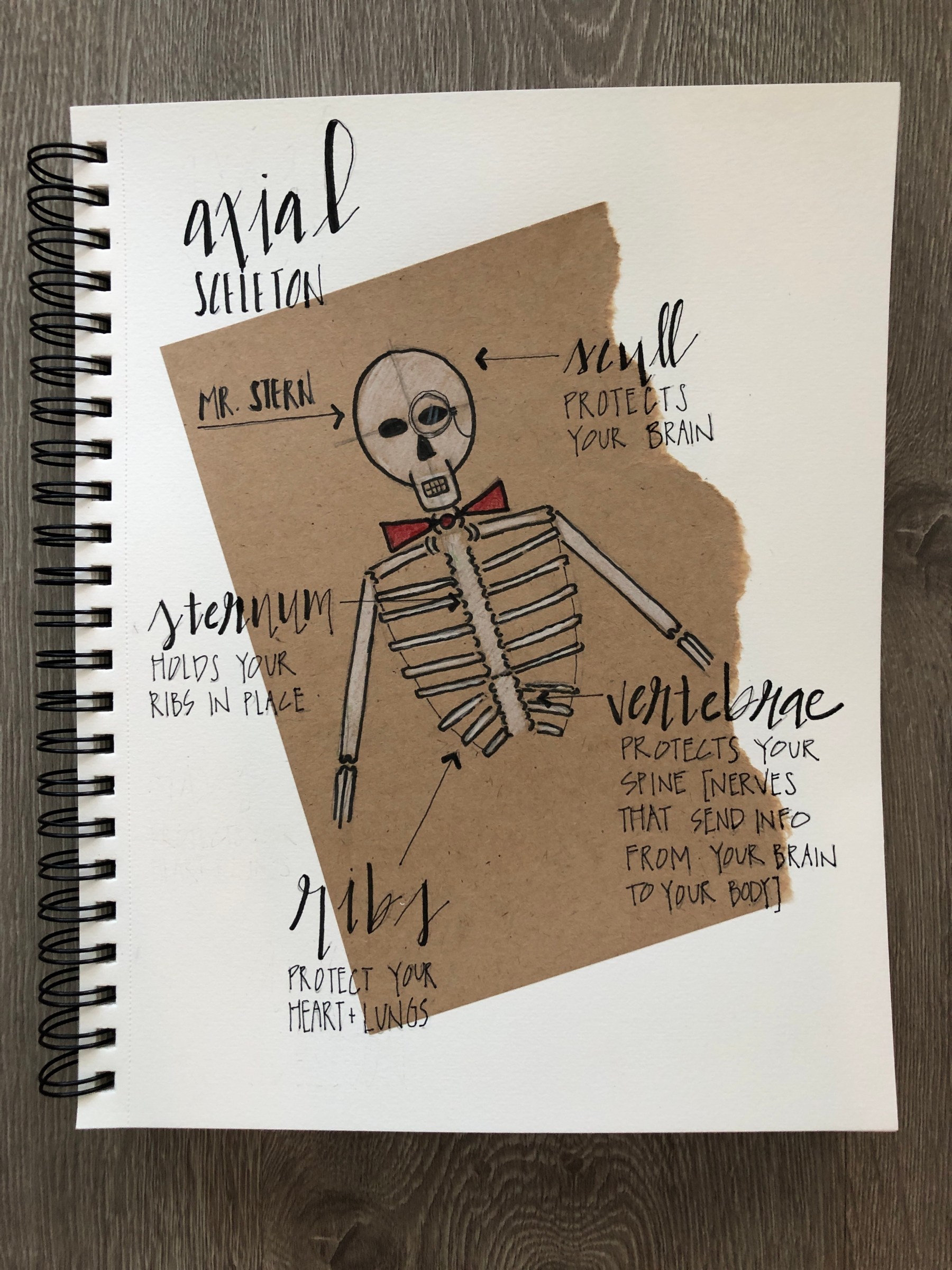 cc cycle 3.week 2.science.axial skeleton
