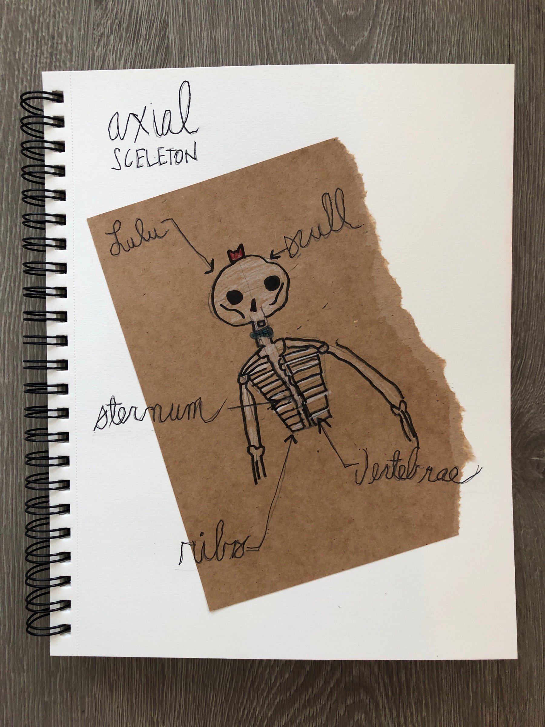 cc cycle 3.week 2.science.axial skeleton