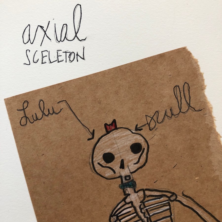 cc cycle 3.week 2.science.axial skeleton