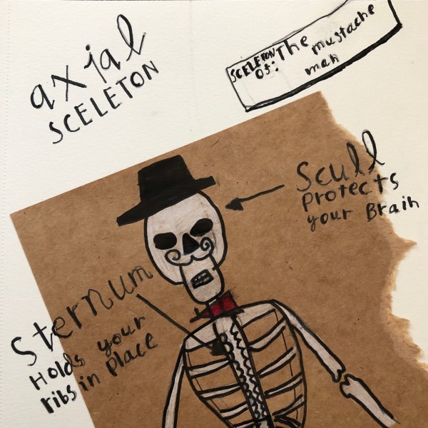 cc cycle 3.week 2.science.axial skeleton