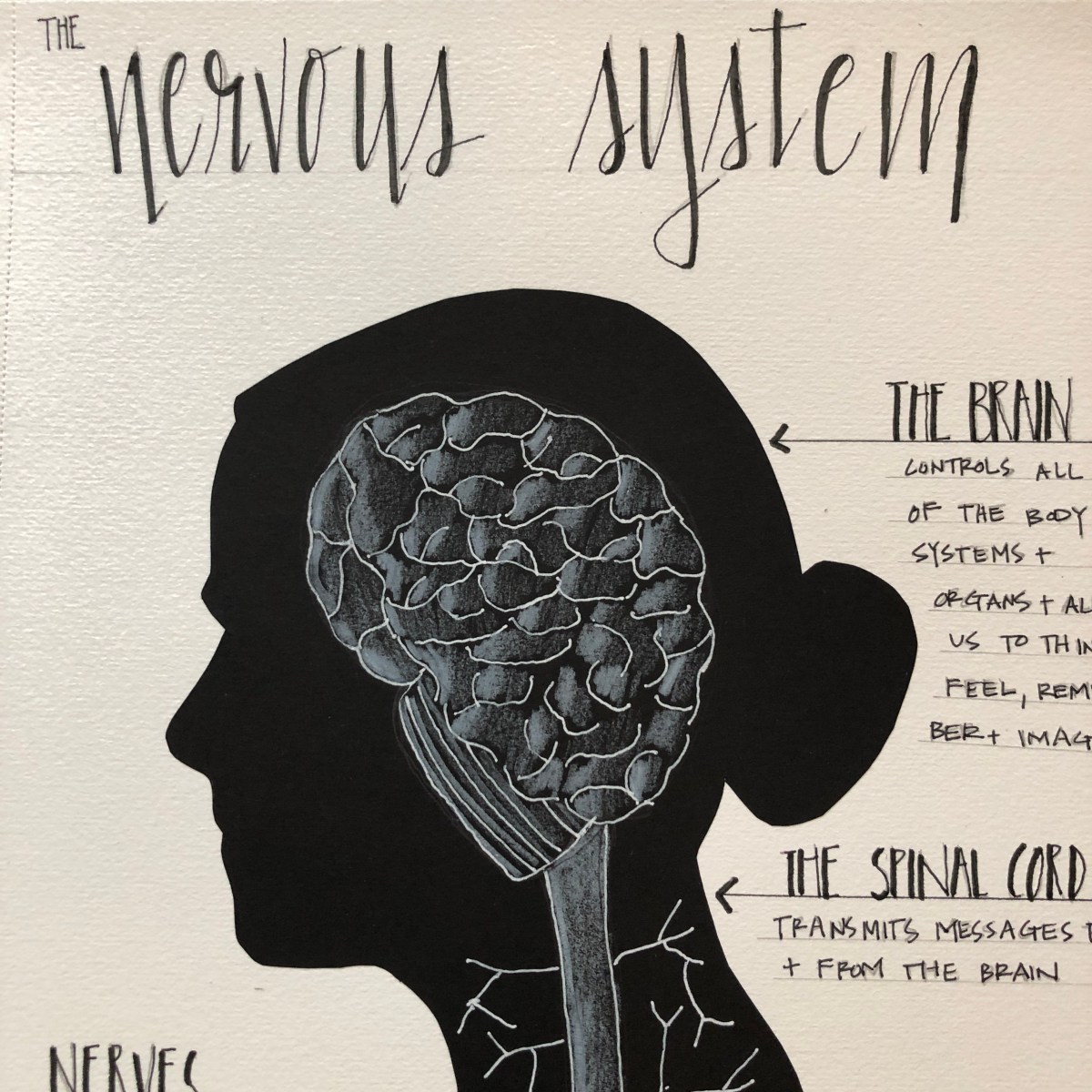 cc cycle 3.week.4.science.the nervous system